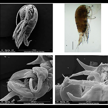 Registran 9 microcrustáceos nuevos en el Pacífico colombiano