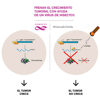 FRENAN EL CRECIMIENTO TUMORAL CON AYUDA DE UN VIRUS DE INSECTOS